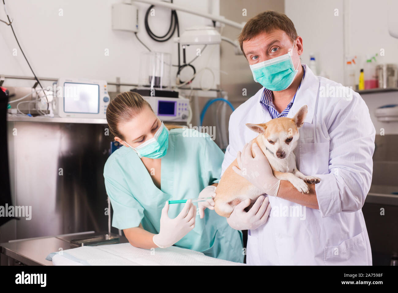 Dog undergoing surgery at vets Stock Photo - Alamy