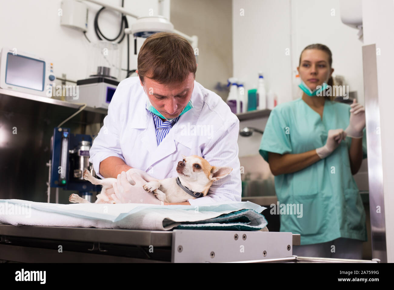 Dog undergoing surgery at vets Stock Photo - Alamy
