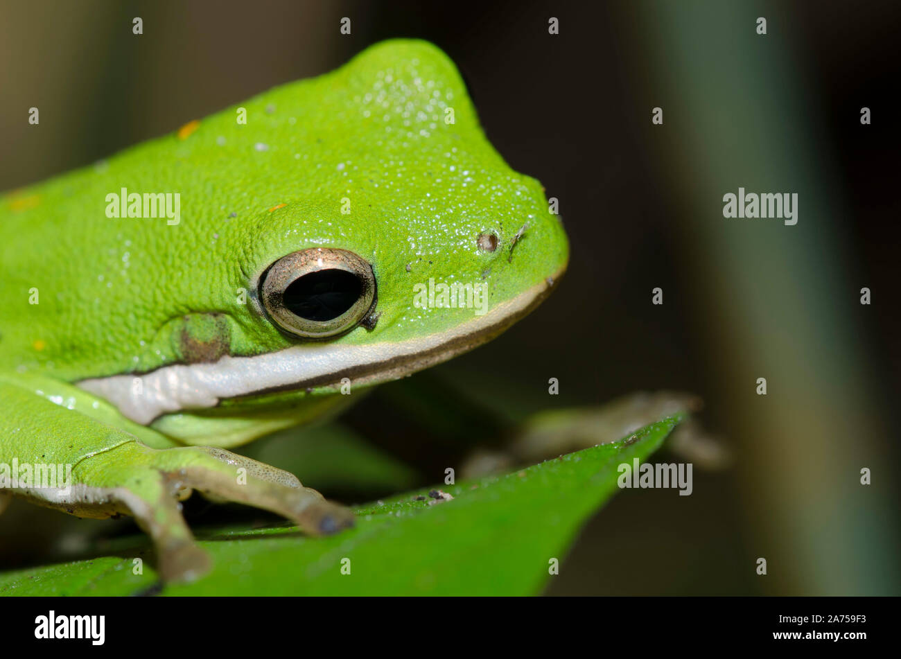 American Green Tree Frog, Hyla cinerea Stock Photo - Alamy