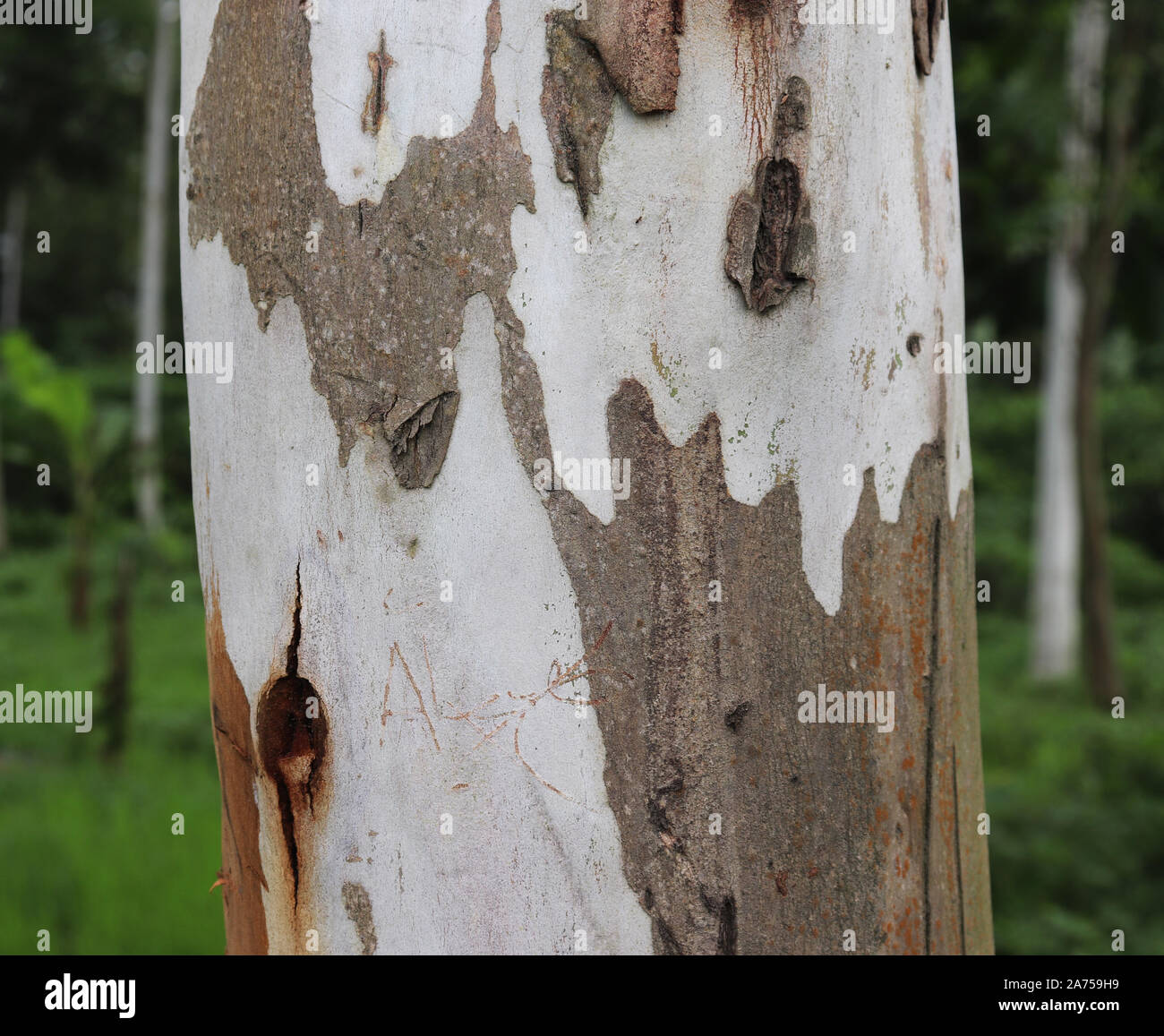 Eucalyptus tree.The body of the tree Stock Photo - Alamy