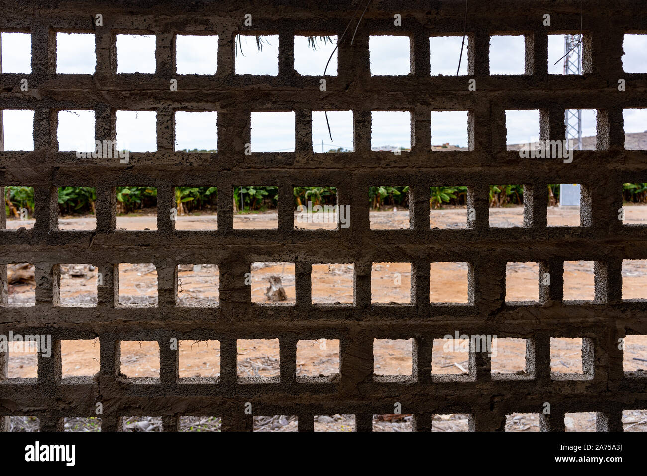 Banana plantation in the Canary Islands seen through the gaps of the ...