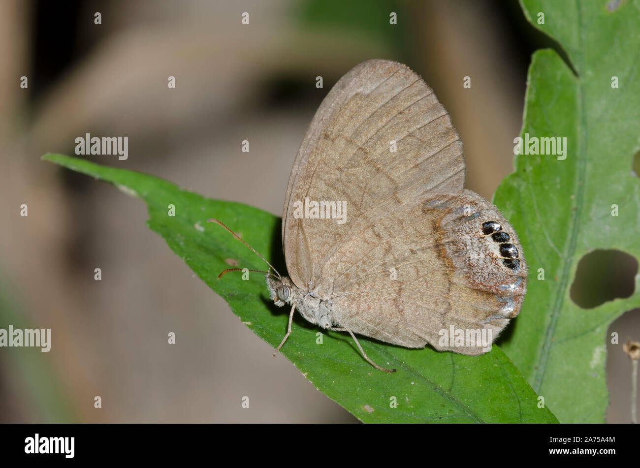 Satyr butterfly hi-res stock photography and images - Alamy
