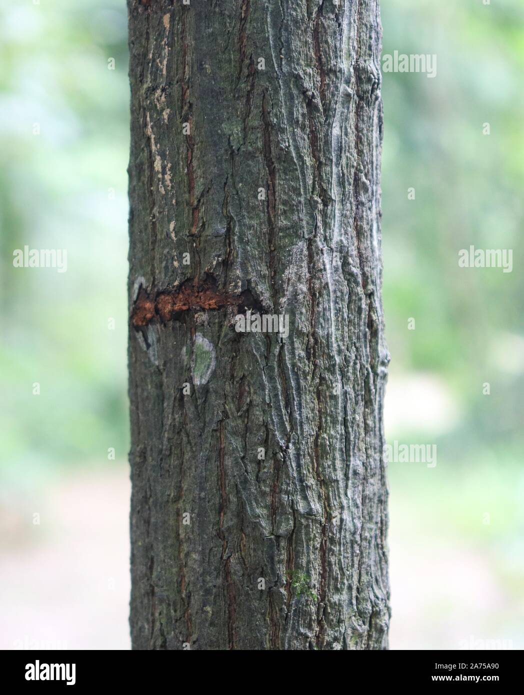 Tree bark texture. The body of the tree Stock Photo - Alamy