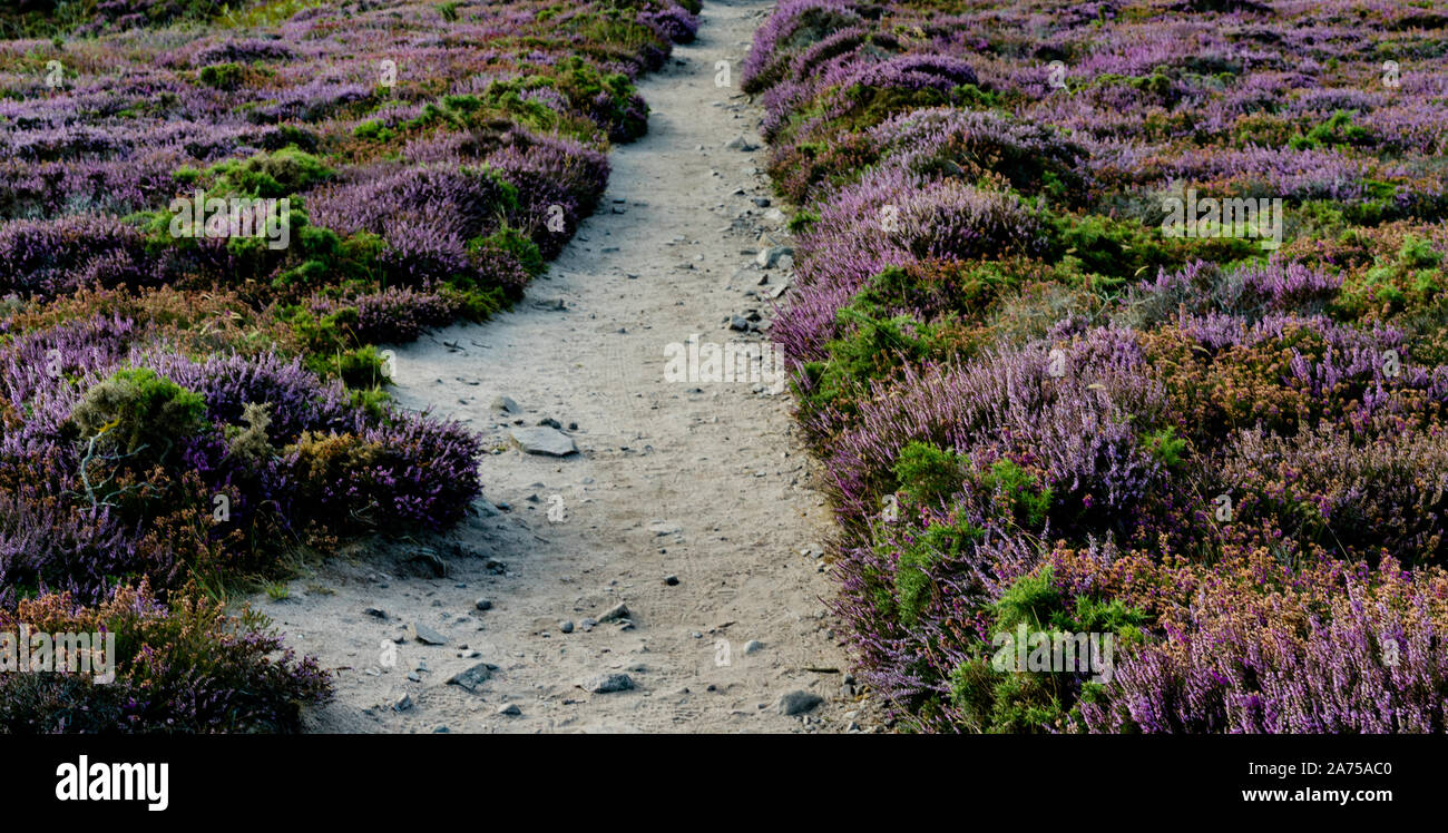 coastal hiking trail through lilac and purple heath meadows on the ...