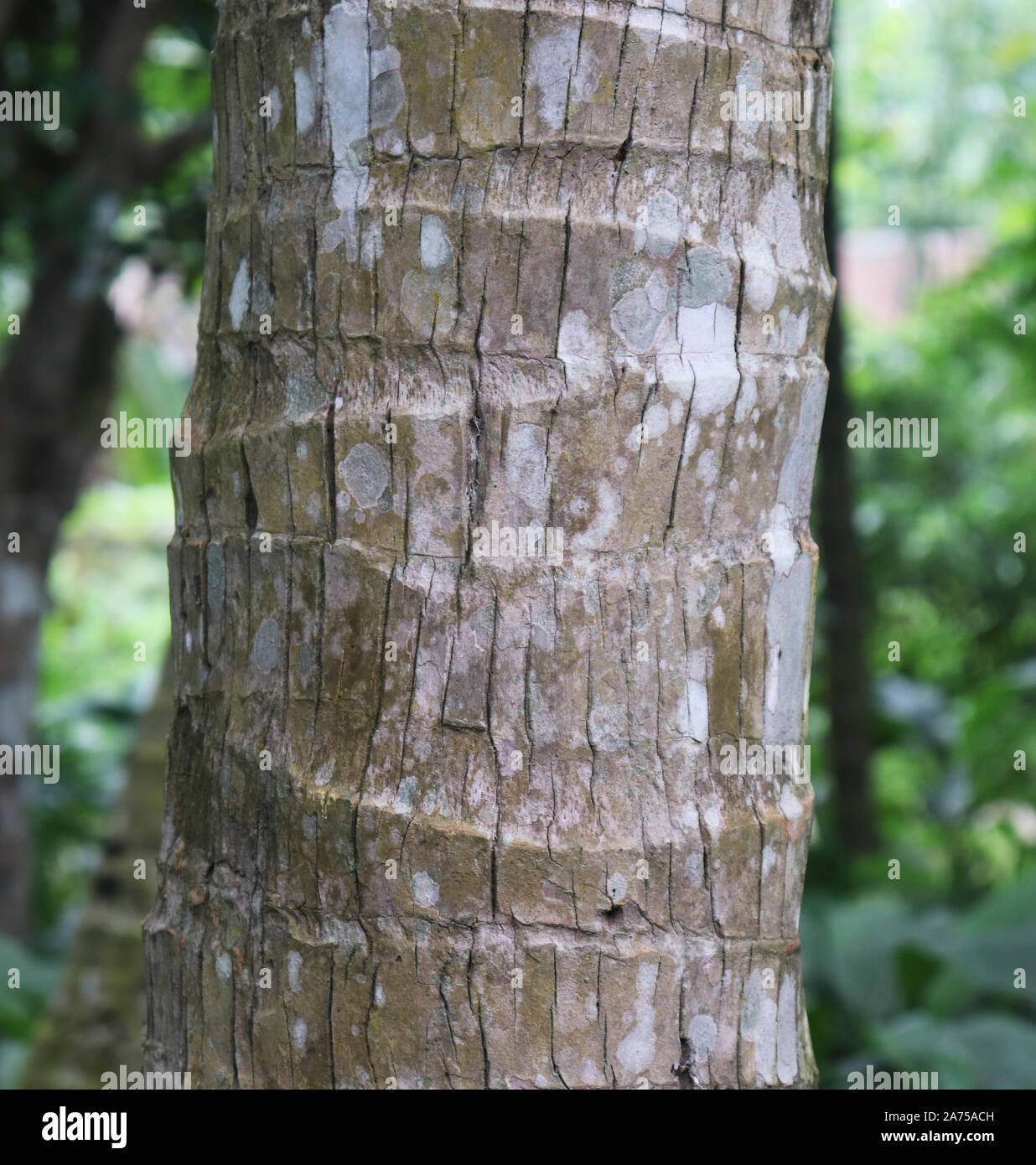 Coconut tree. The body of the tree. Tree bark texture Stock Photo - Alamy