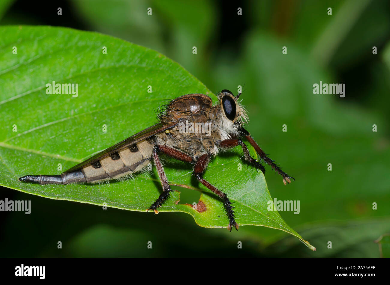 Giant Robber Fly, Promachus hinei, female Stock Photo - Alamy