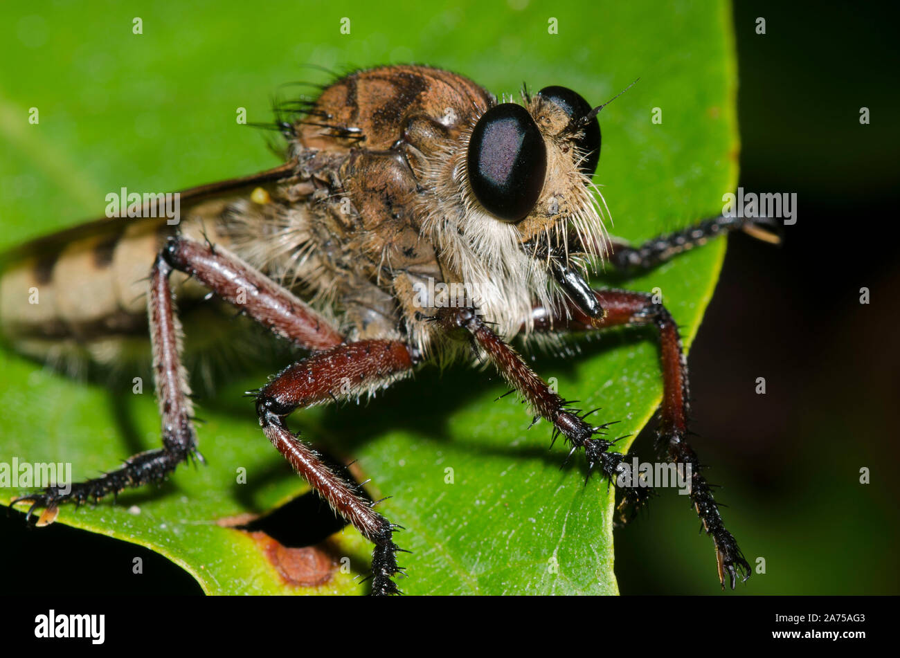 Giant Robber Fly, Promachus hinei, female Stock Photo - Alamy