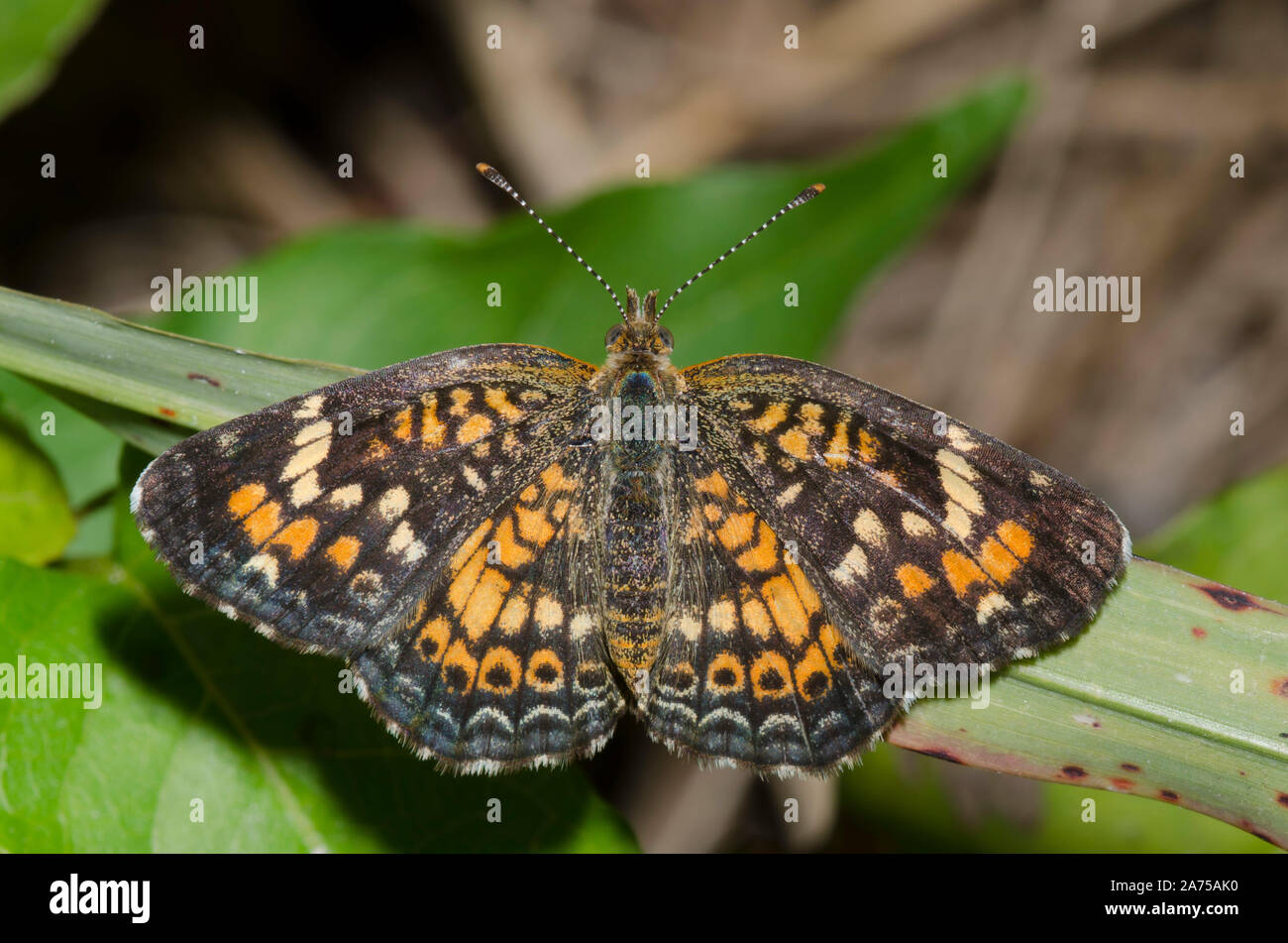 Phaon hi-res stock photography and images - Alamy