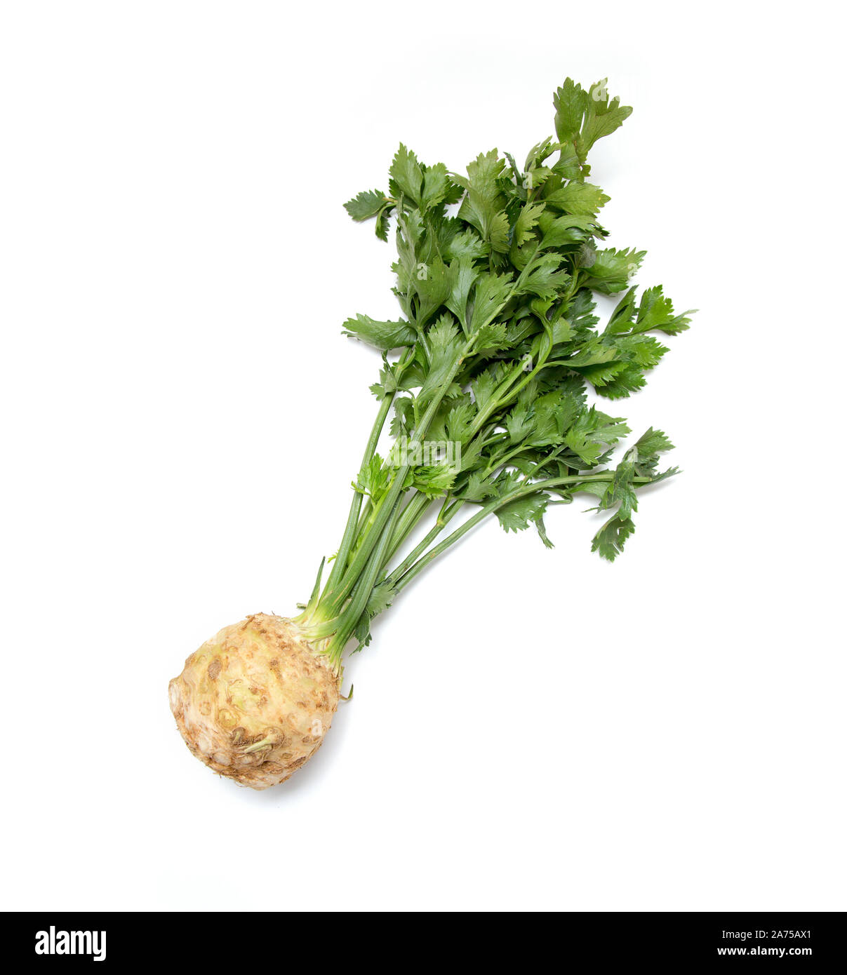 Celery with root and stem on a white background Stock Photo - Alamy