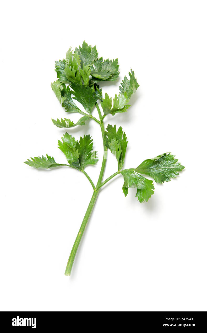 Top view close up of a green leaf and a stem of celery on a white ...
