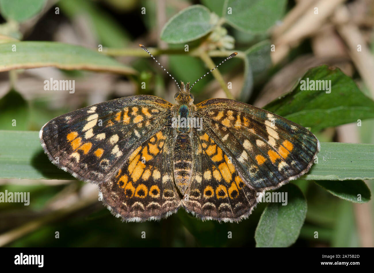 Phaon hi-res stock photography and images - Alamy