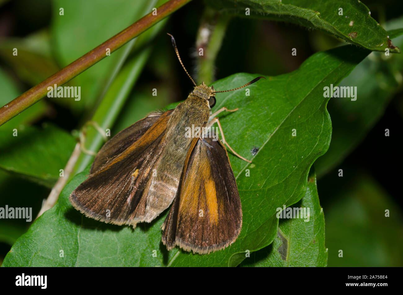 Duke's Skipper, Euphyes dukesi Stock Photo - Alamy
