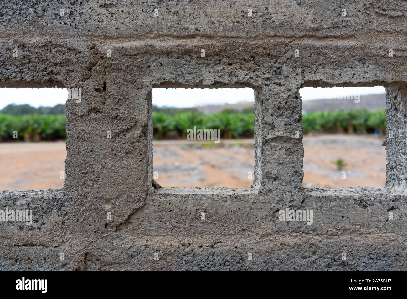 Banana plantation in the Canary Islands seen through the gaps of the ...