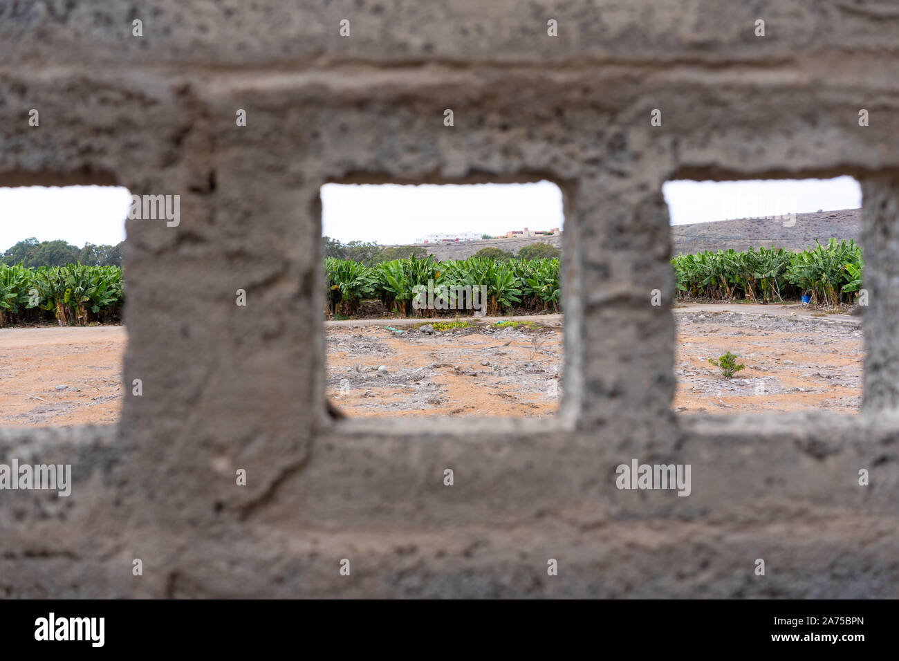 Banana plantation in the Canary Islands seen through the gaps of the ...