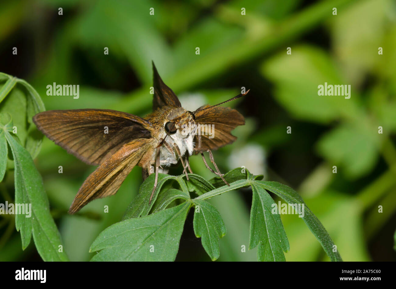Duke's Skipper, Euphyes dukesi Stock Photo - Alamy