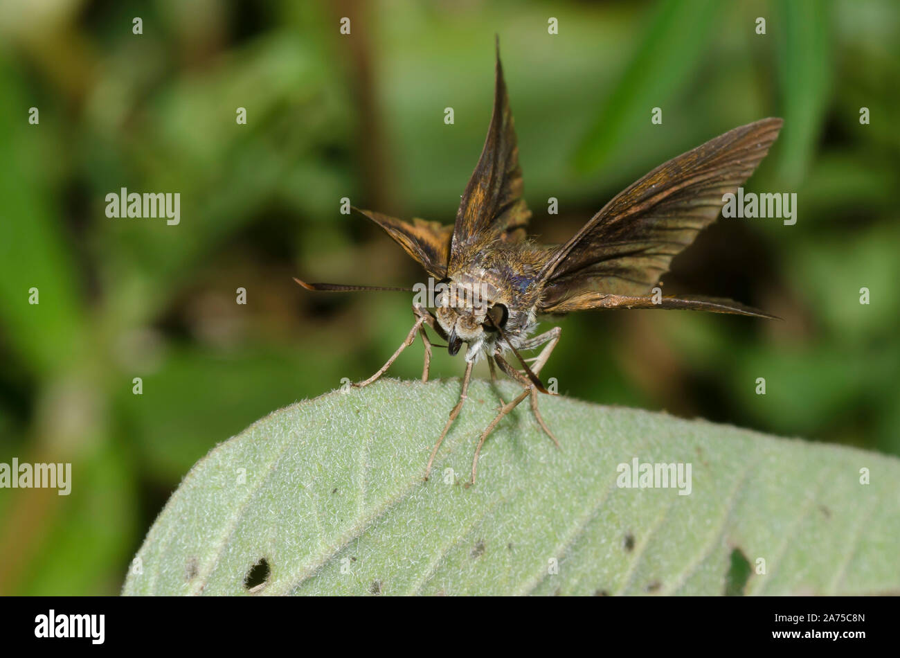 Duke's Skipper, Euphyes dukesi Stock Photo - Alamy