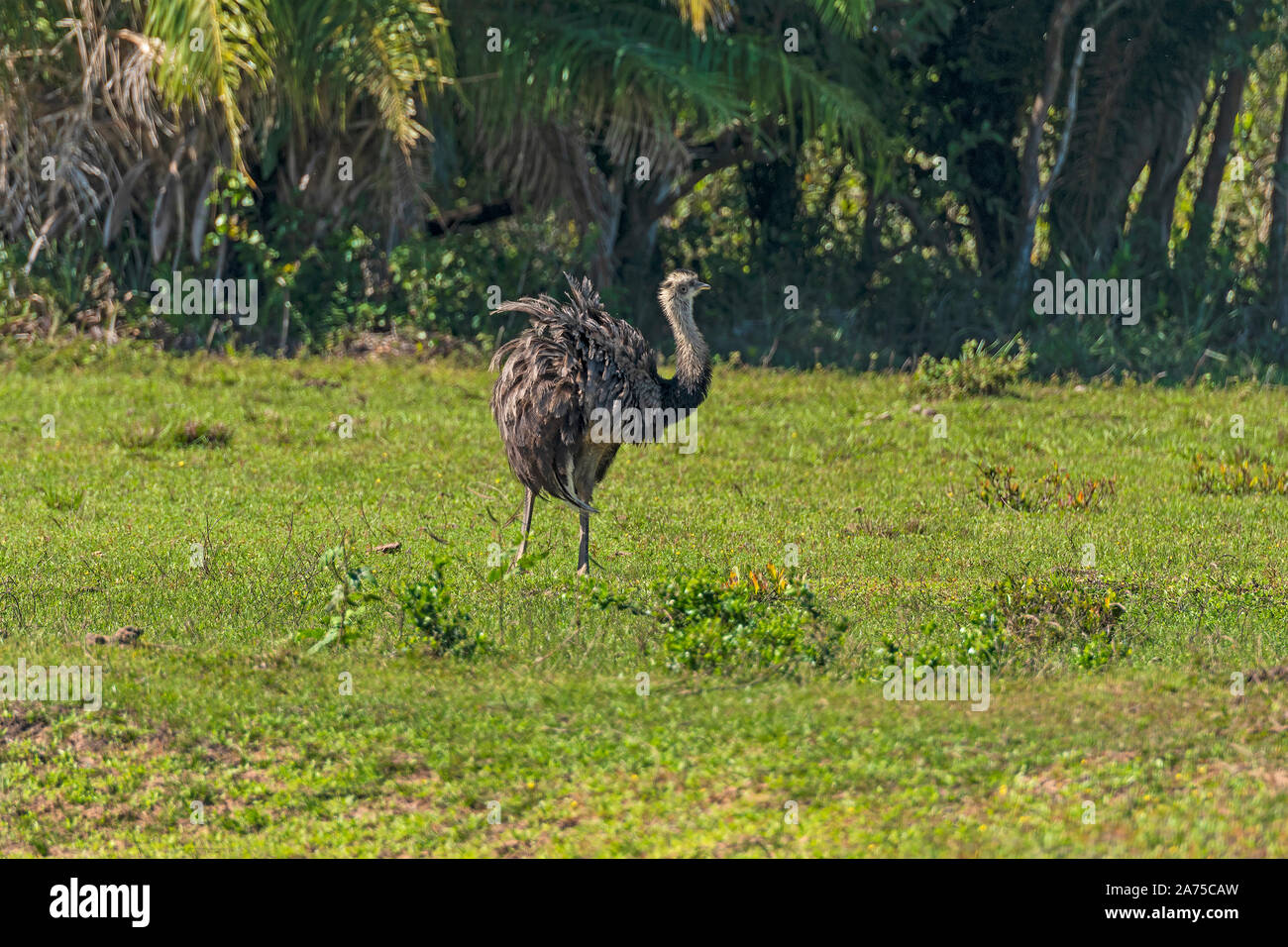 American rhea hi-res stock photography and images - Alamy