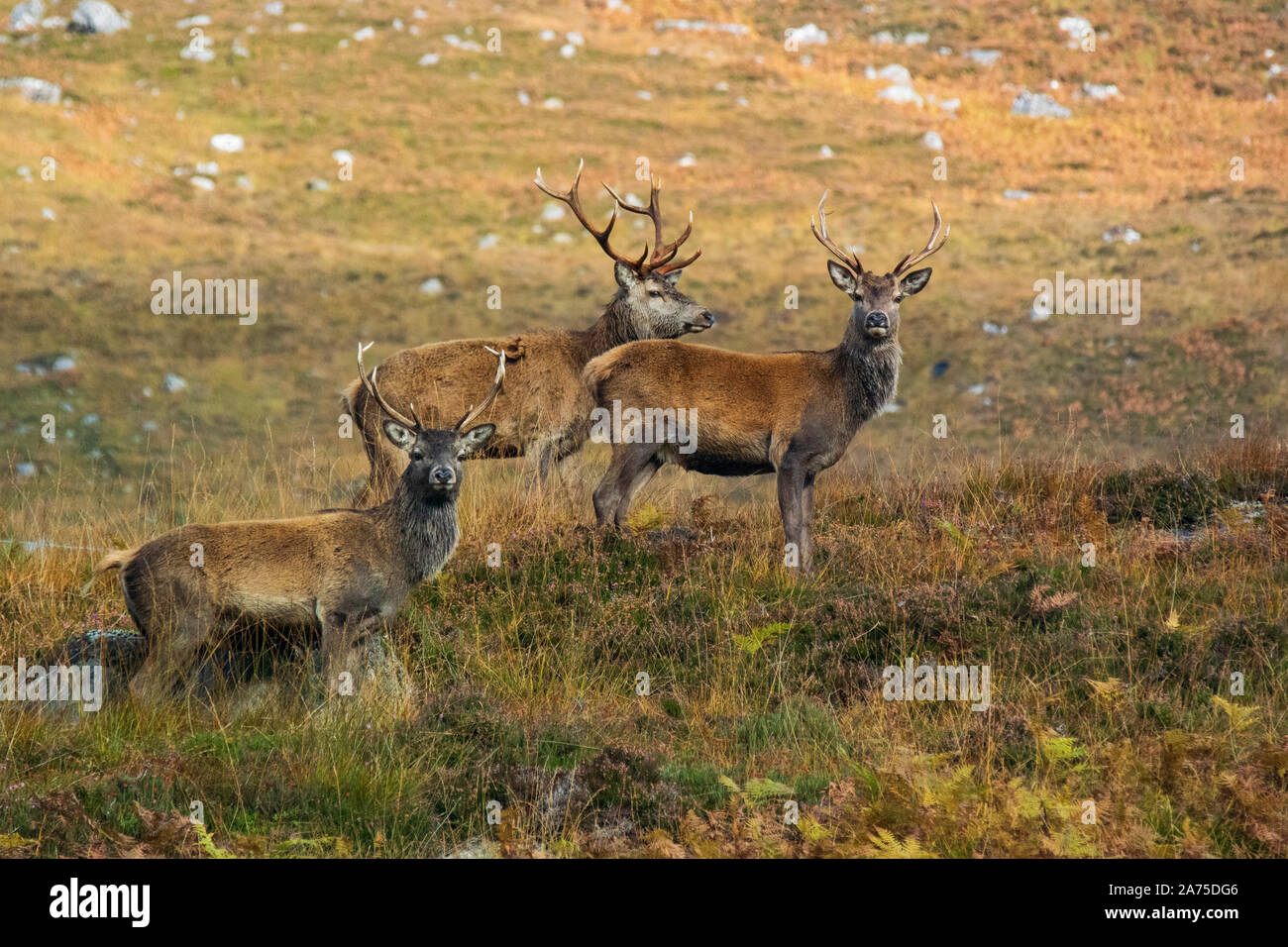Stags ears hi-res stock photography and images - Alamy