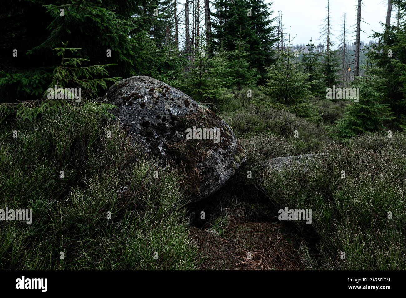 Large rock lay in a natural forest Stock Photo - Alamy