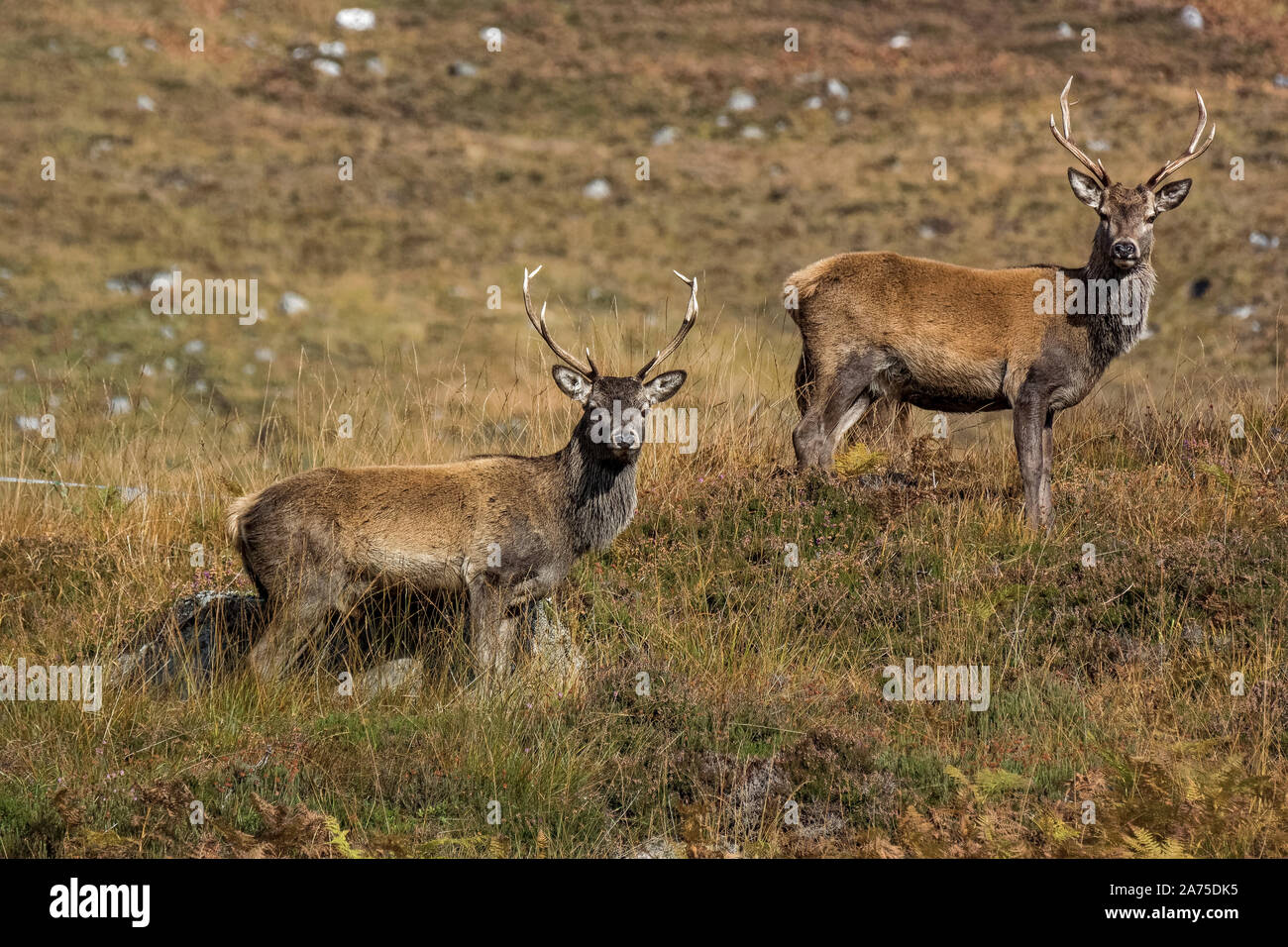 Stags ears hi-res stock photography and images - Alamy