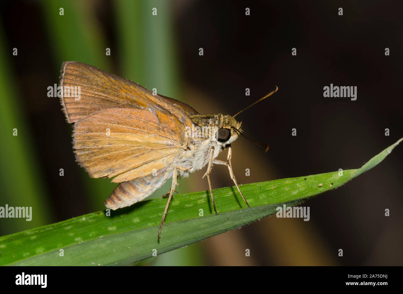 Duke's Skipper, Euphyes dukesi Stock Photo - Alamy