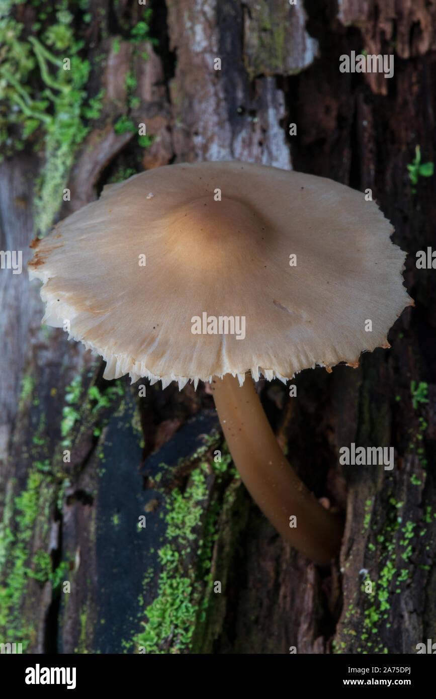 Clustered Bonnet fungi (mycena inclinata Stock Photo - Alamy