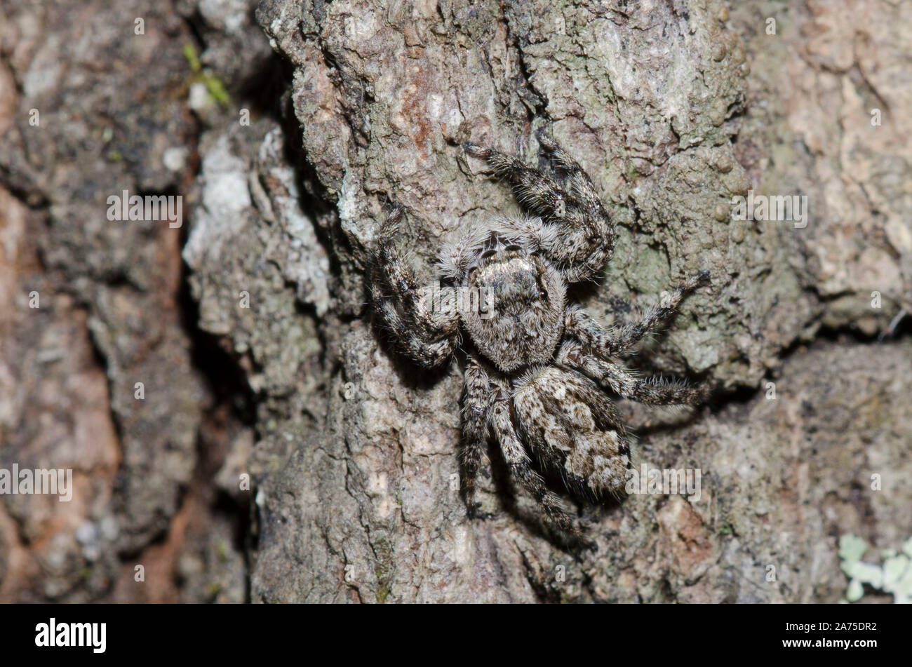 Camouflage Spider
