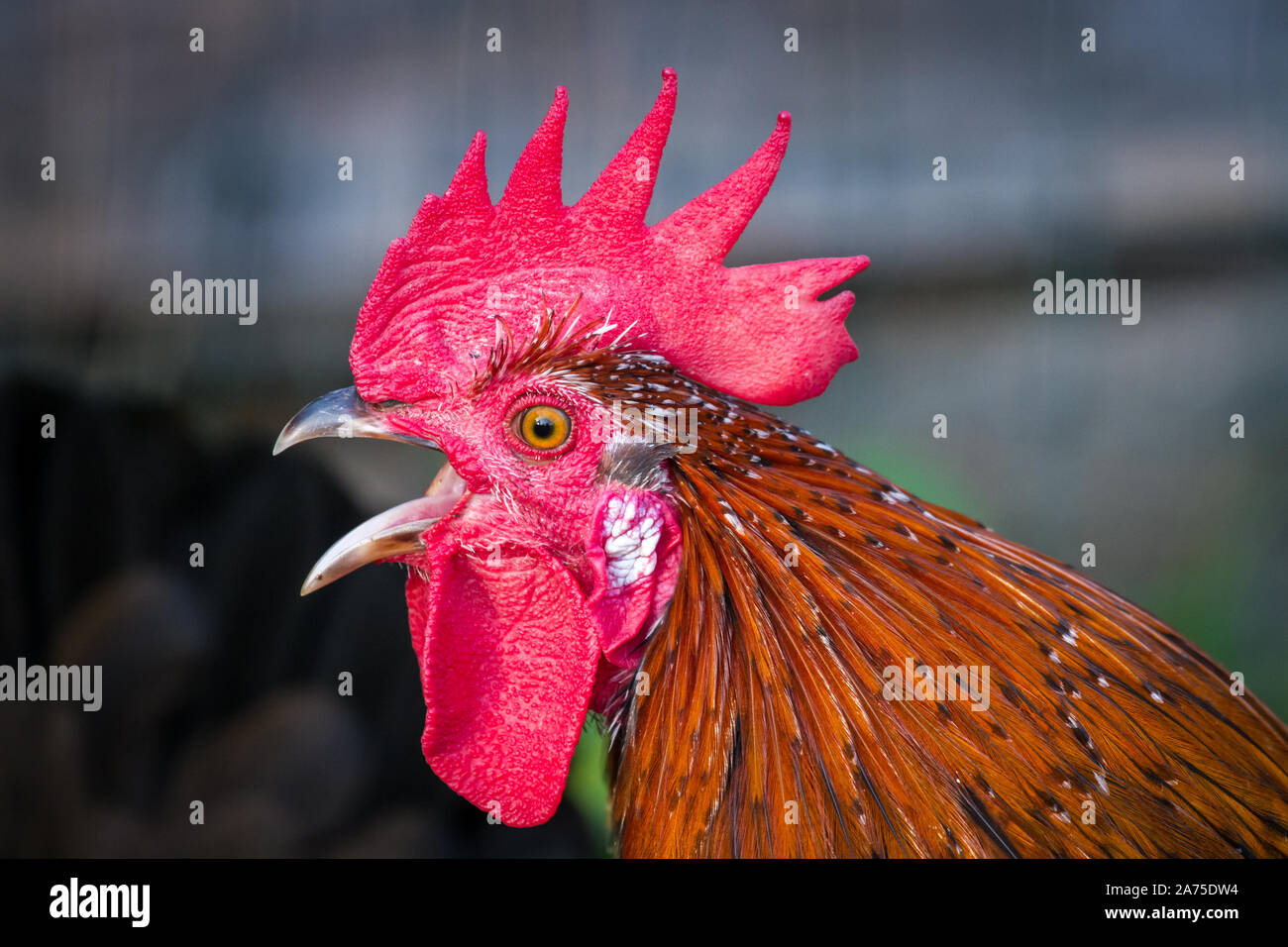 Proveis-Ultentaler chicken rooster crowing, a critically endangered ...