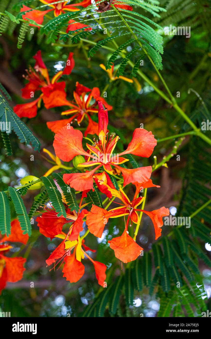 Leaves and flowers of a delonix regia tree, macro view Stock Photo - Alamy