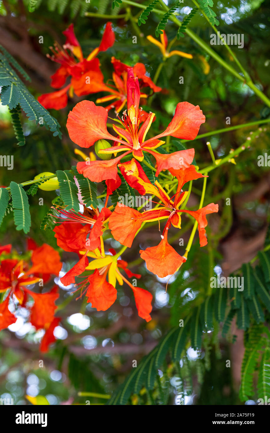 Leaves and flowers of a delonix regia tree, macro view Stock Photo - Alamy
