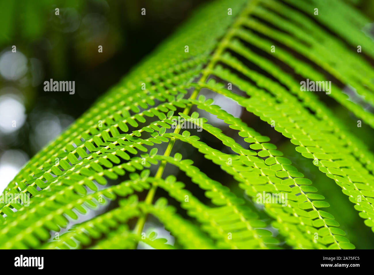 Leaves and flowers of a delonix regia tree, macro view Stock Photo - Alamy