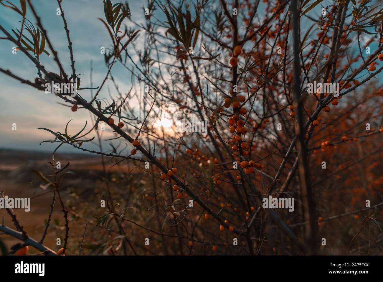 Trees covered with yellow and scarlet leaves on sunset background on ...