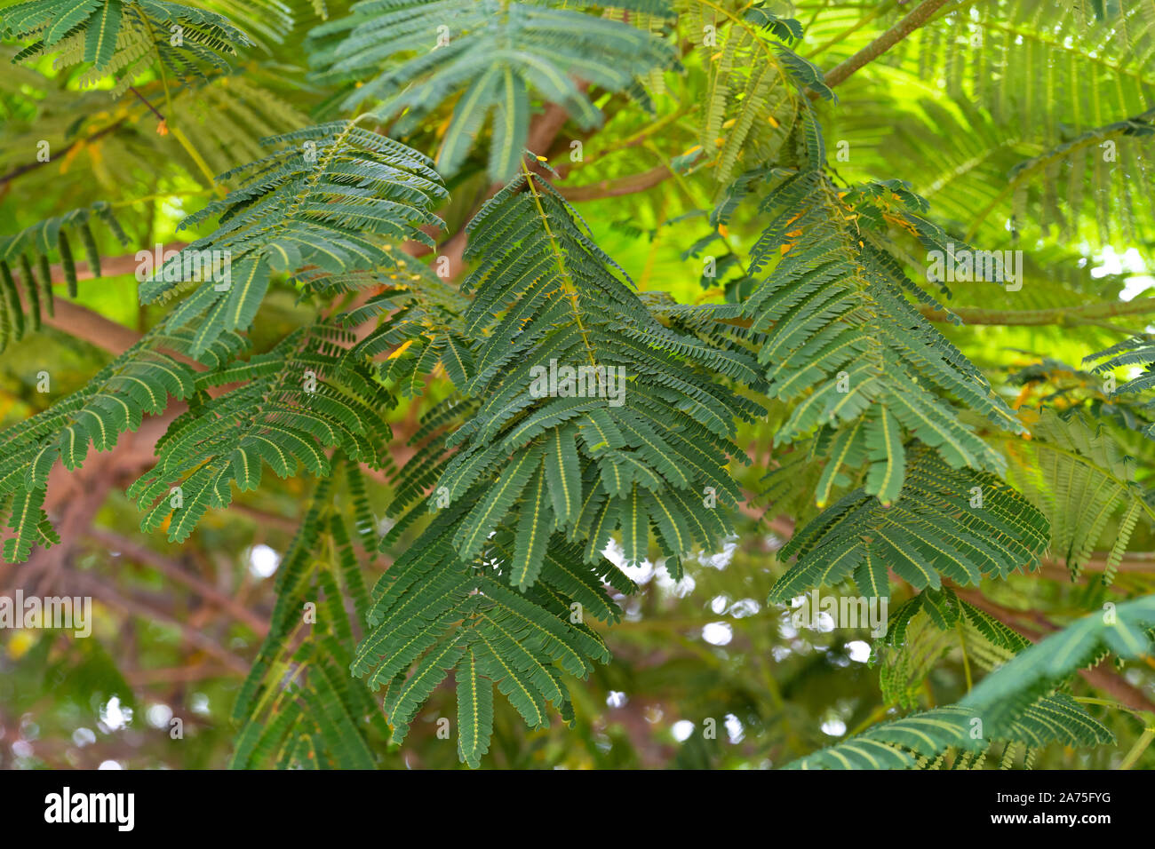 Leaves and flowers of a delonix regia tree, macro view Stock Photo - Alamy