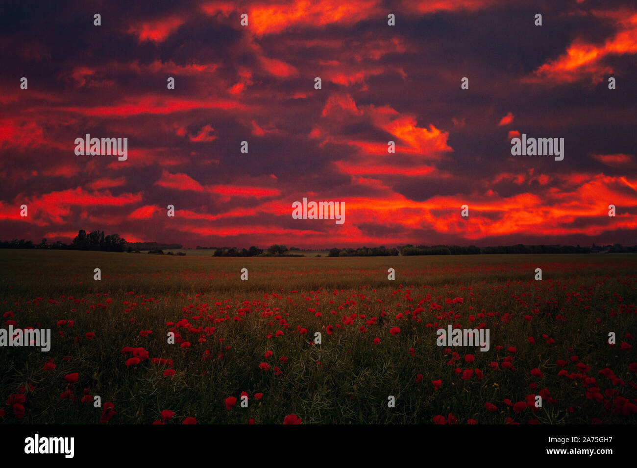 Red poppy field sunset hi-res stock photography and images - Alamy