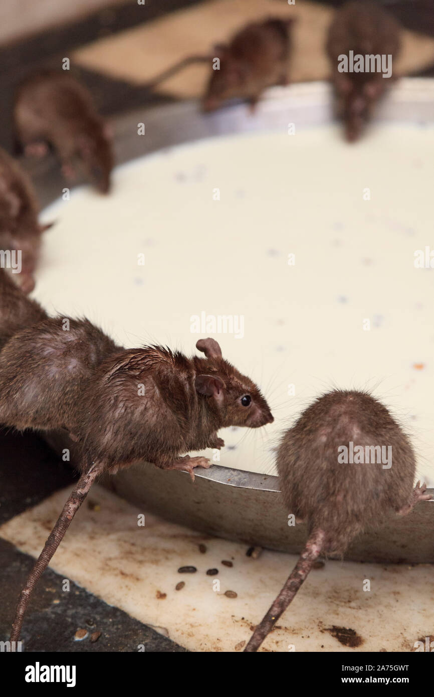 India, Rajasthan, Deshnok, Karni Mata Temple (Rat Temple Stock Photo ...