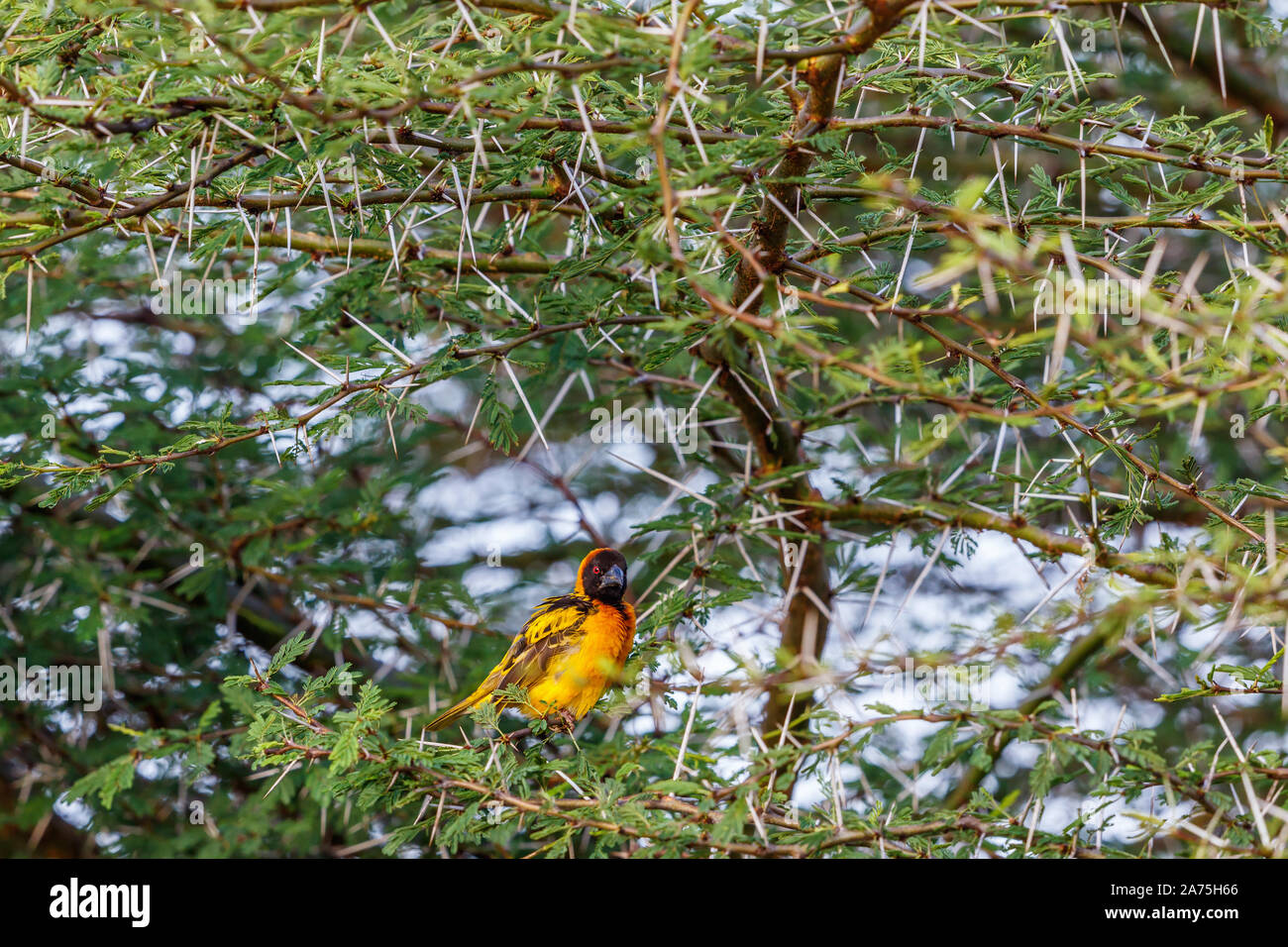 Village weaver male sitting on a branch of a thorn bush and looking ...
