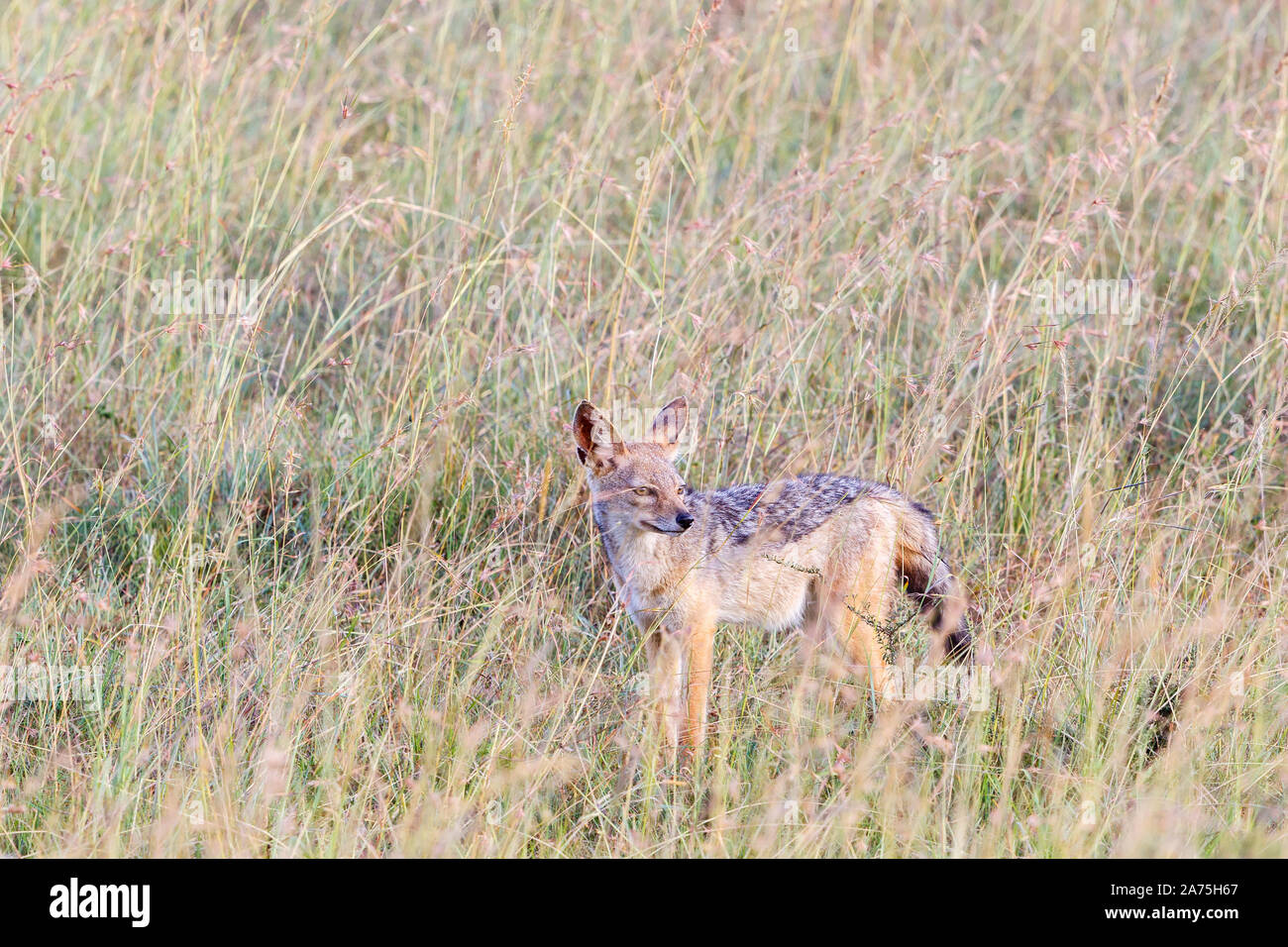Black-backed jackal in the grass on the savanna Stock Photo - Alamy