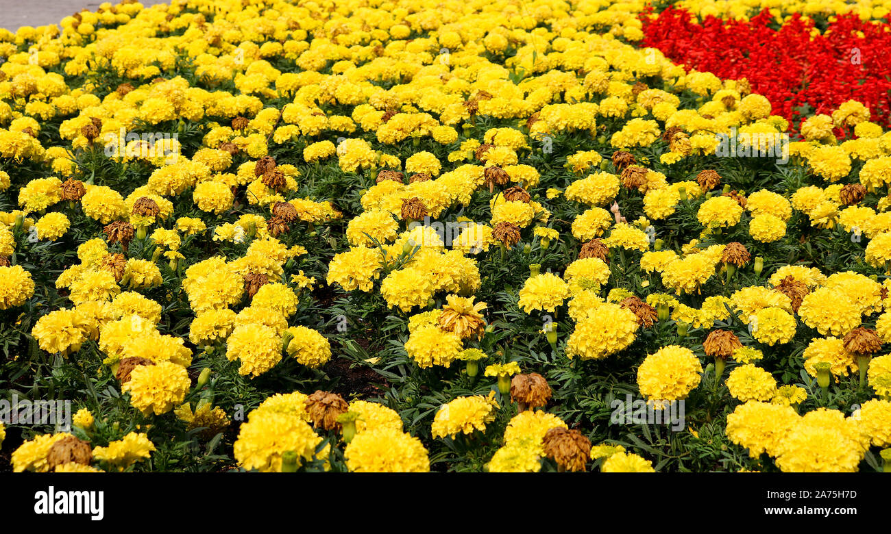 Lawn flowers are large yellow Mexican marigold (Tagetes erecta ...