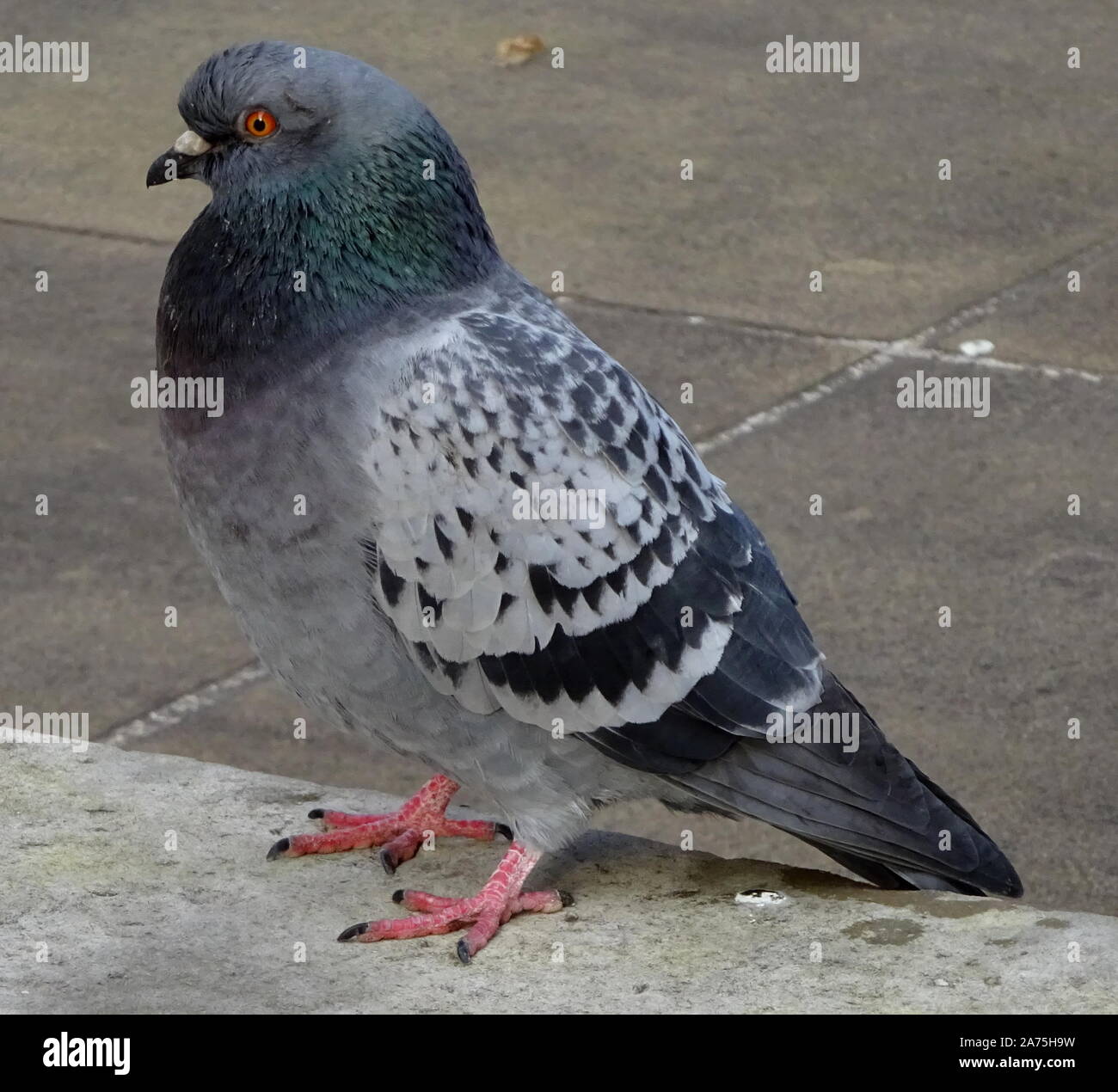 One pigeon in manchester hi-res stock photography and images - Alamy