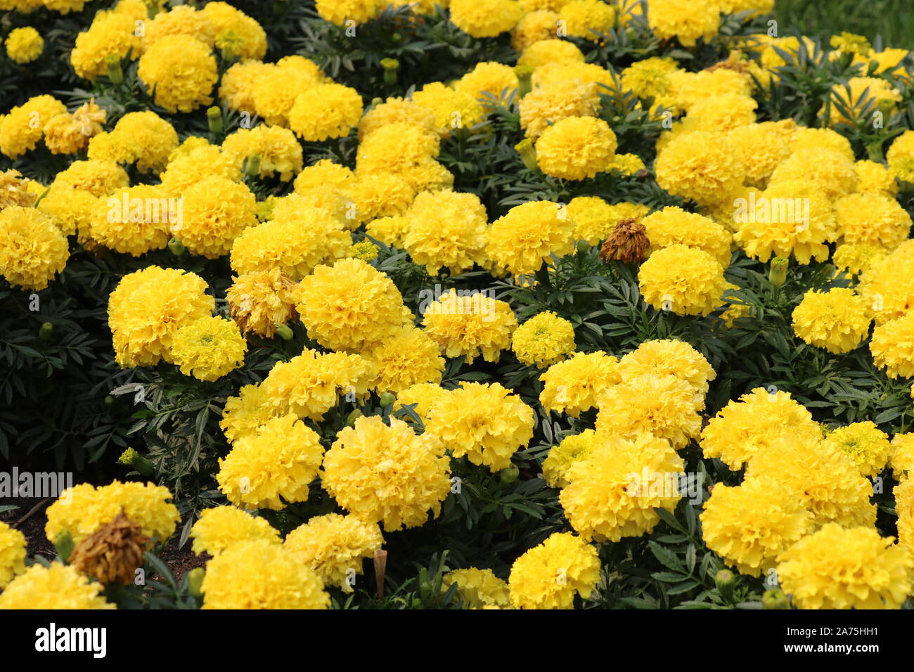 Lawn flowers are large yellow Mexican marigold (Tagetes erecta). Close ...