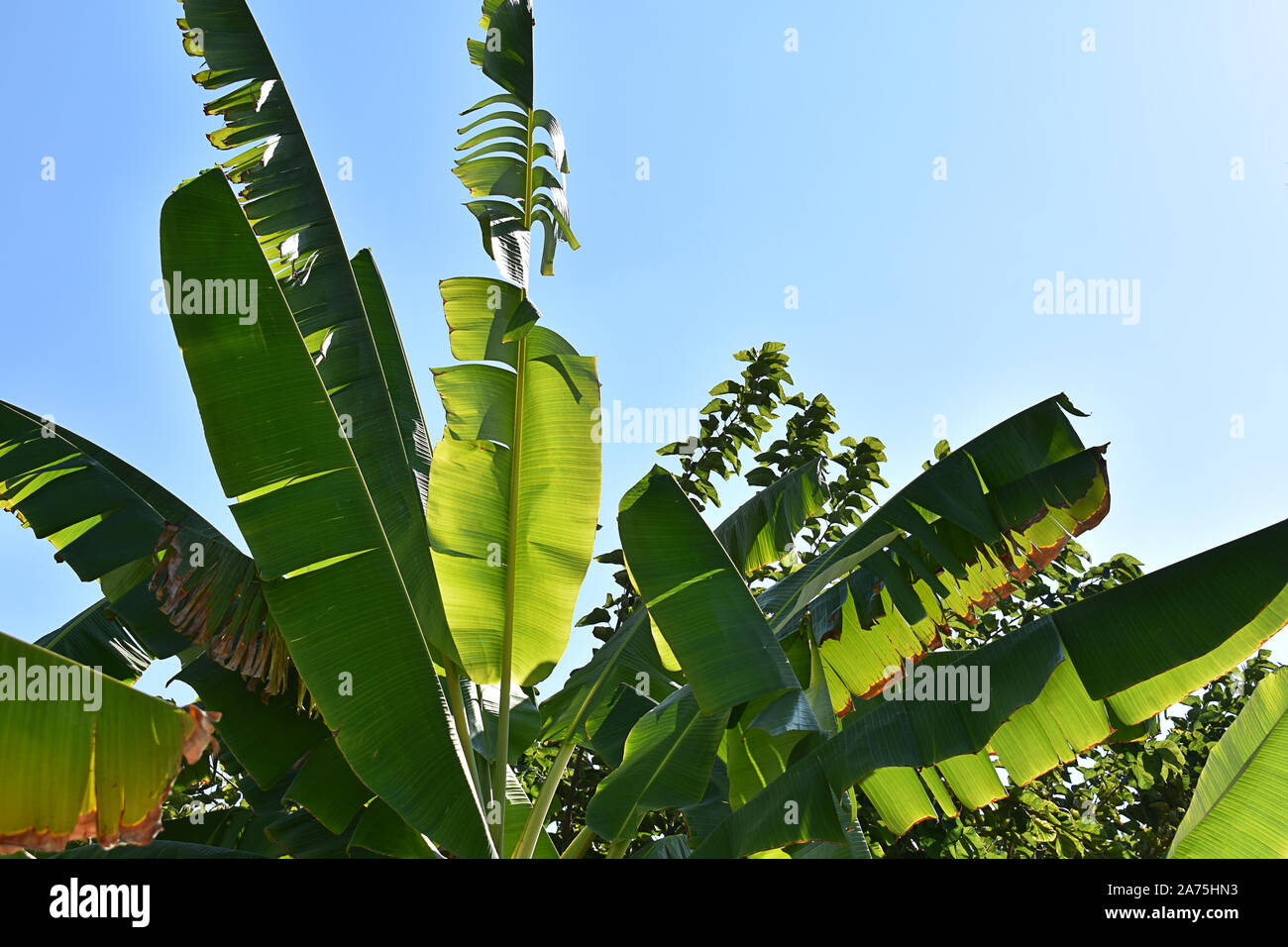 Cyprus flora hi-res stock photography and images - Alamy