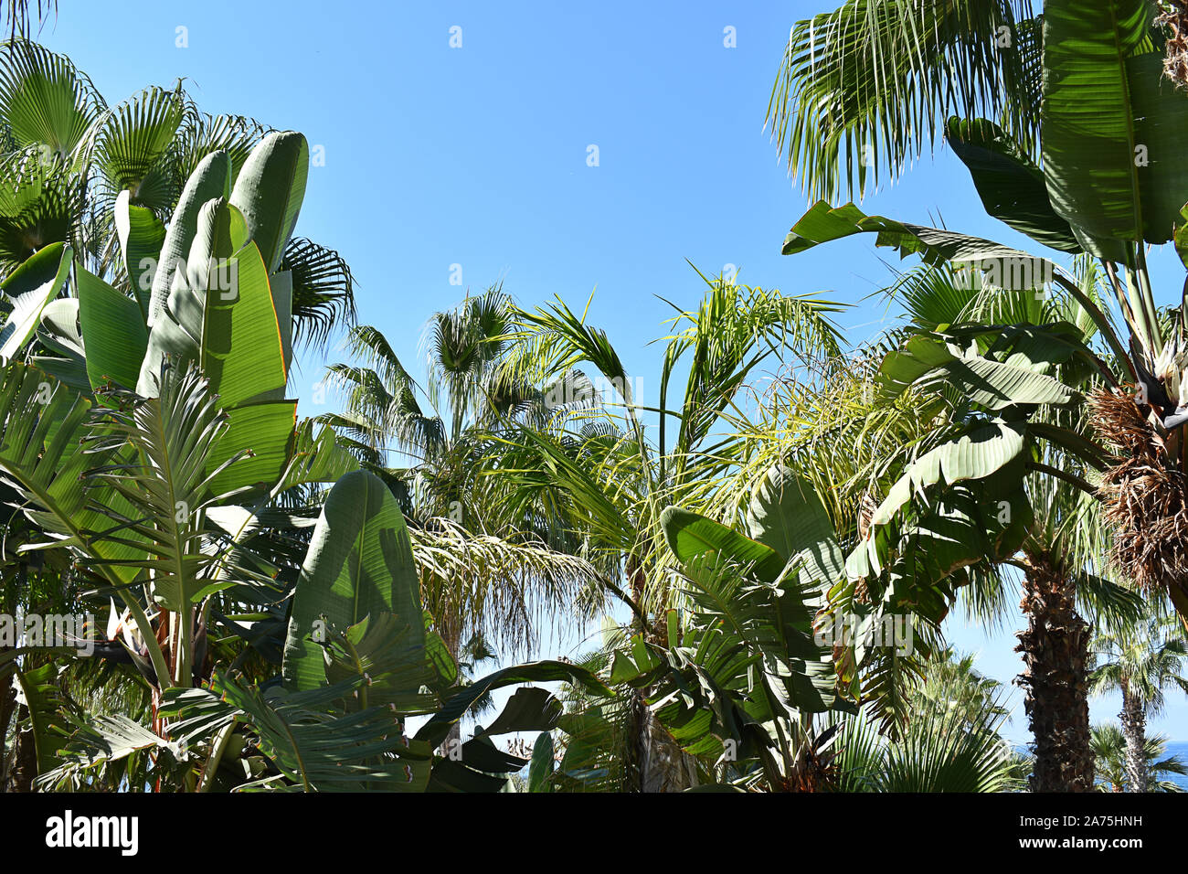 Cyprus flora hi-res stock photography and images - Alamy