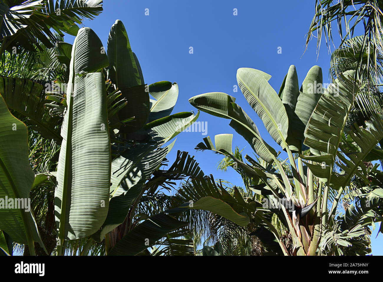 Tropical shrubs vegetation hi-res stock photography and images - Alamy