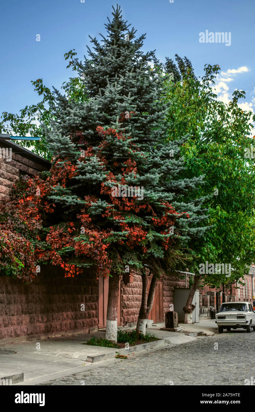 A silver fir tree growing on Gyumri street is covered with bright ...