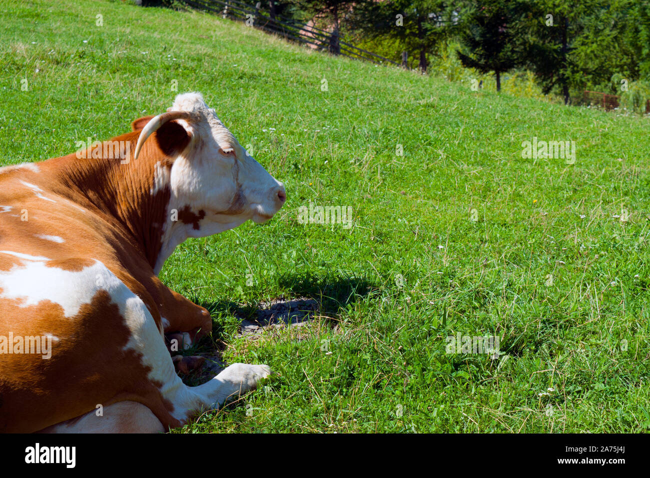 Ox horns hi-res stock photography and images - Alamy