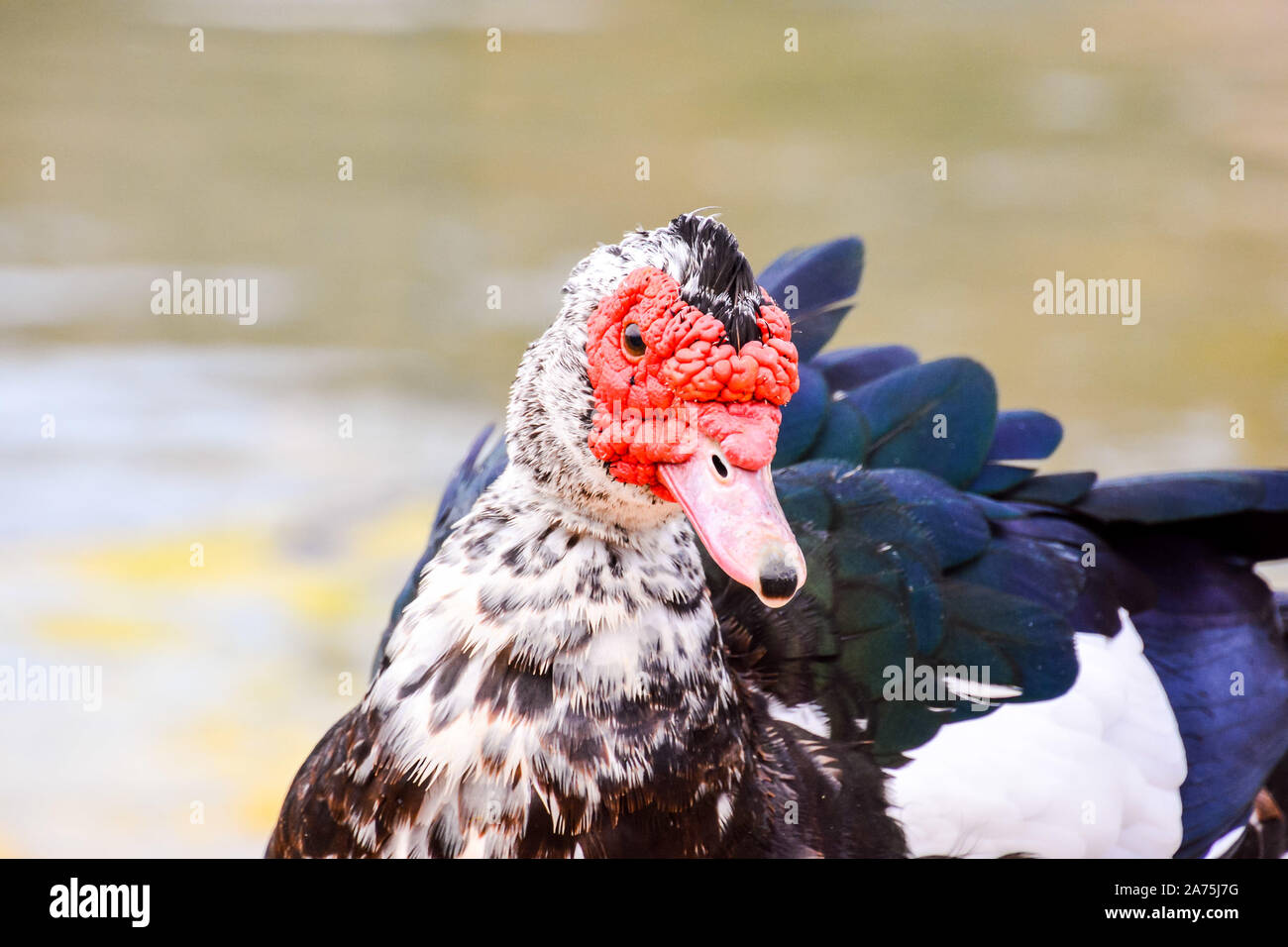 Photo picture of a Wild Animal Muskovy Duck Stock Photo - Alamy