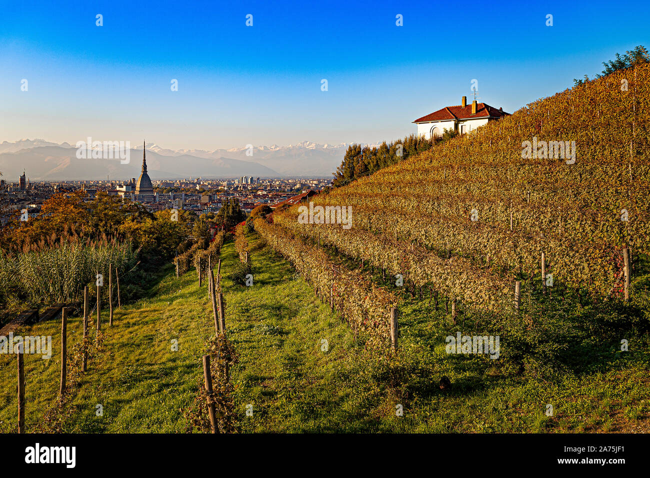 Italy Piedmont Turin - Villa della Regina - Royal vineyard and view of ...