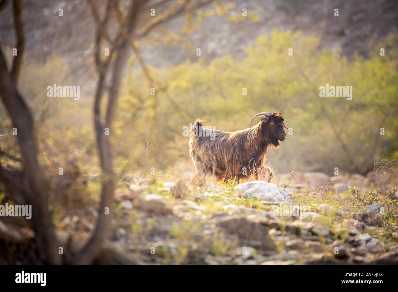 Goat oman hi-res stock photography and images - Alamy