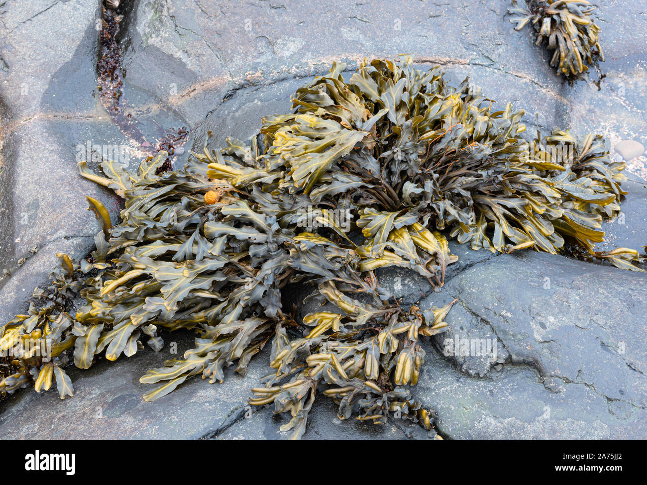 Seaweed on rock Stock Photo - Alamy