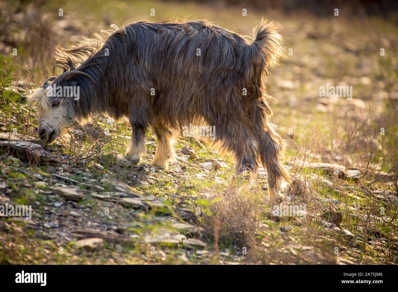 Oman mountain goat hi-res stock photography and images - Alamy